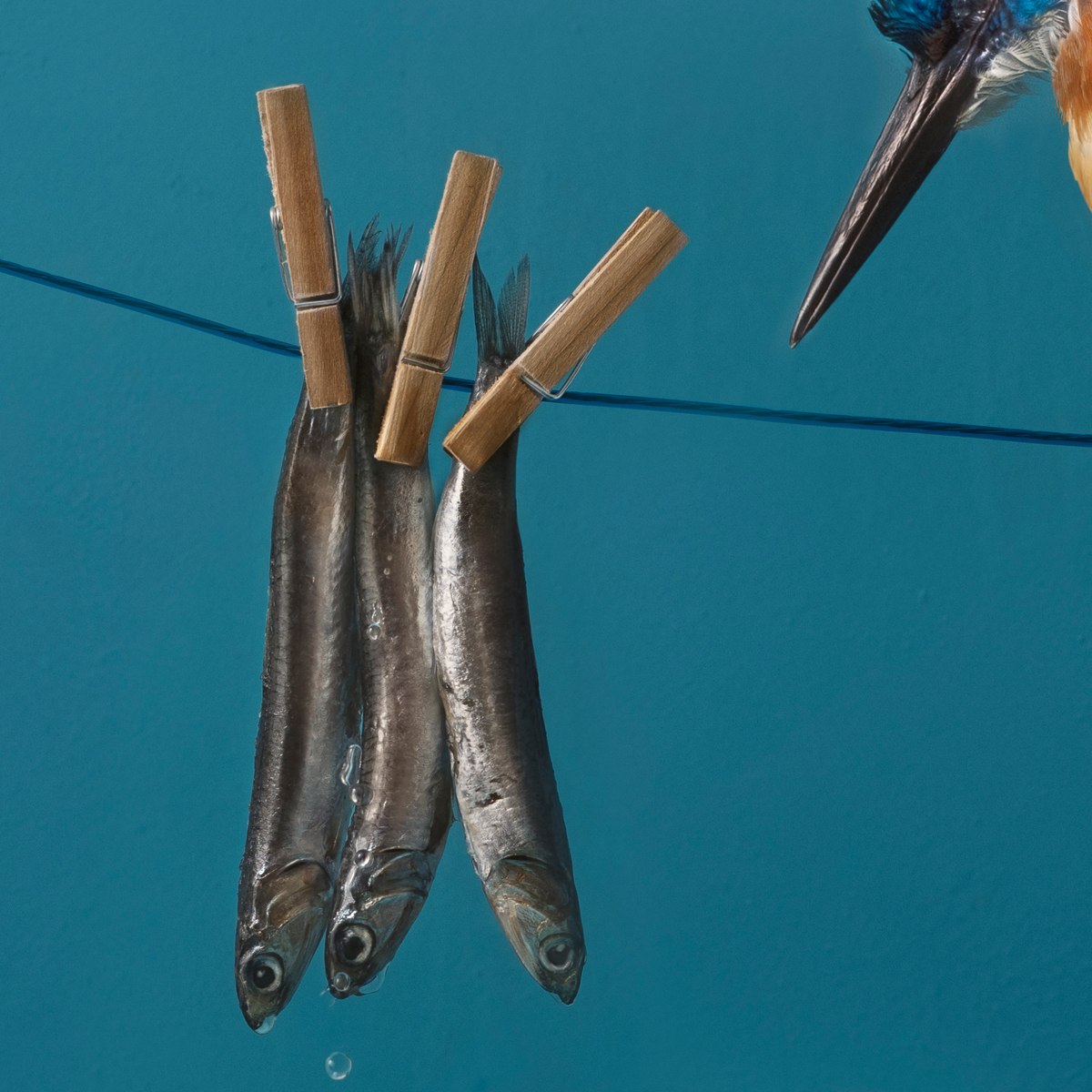 Kunst: King Fishing - Sillegallery